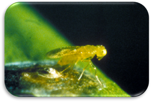 Figure 1 . Adult female Aphytis melinus ovipositing through a cover of ...
