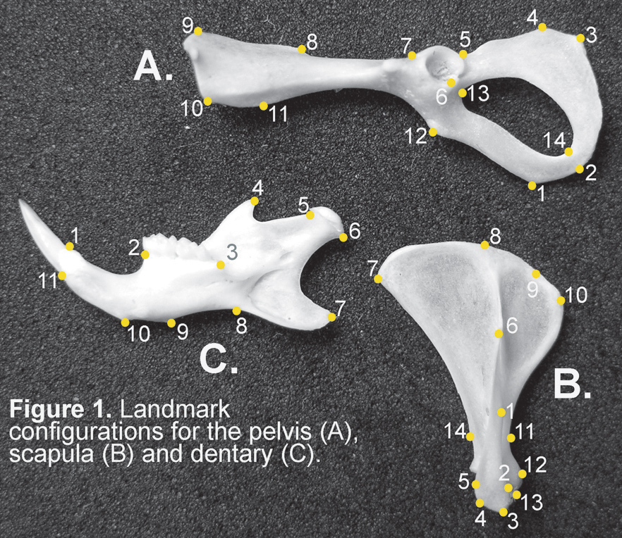 Found in Cape Canaveral Florida : r/whatisthisbone