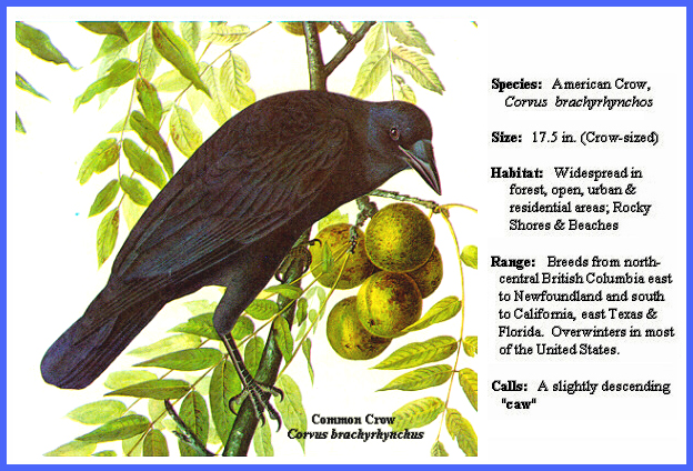 Crow is the common name for various large passerine birds in the genus ...