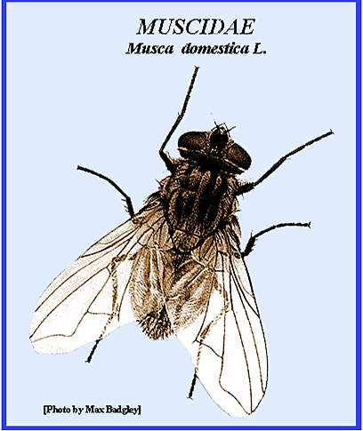 The common housefly, Musca domestica L