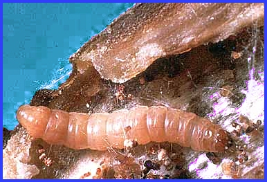 Biological Control of Carob Moth
