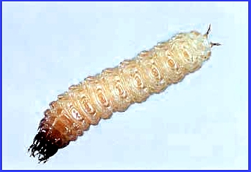 Histerid Beetle Predators