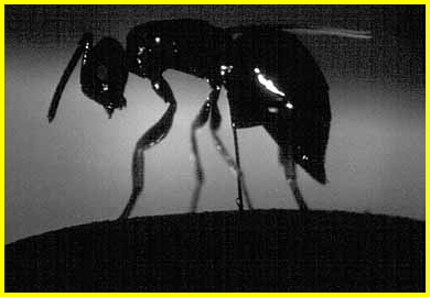 Biological Control of Filth Flies