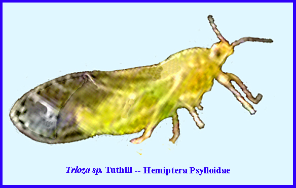 Avocado Leaf Galling Psyllid Trioza species