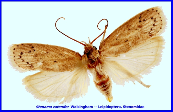 Avocado Seed Moth Stenoma catenifer Walsingham
