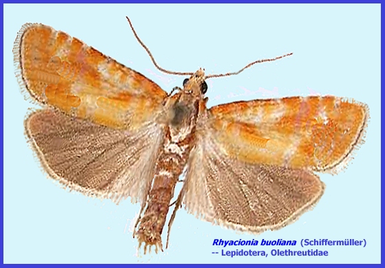 CLICK on Photo to enlarge & search for Subject Matter with Ctrl/F. GO ...