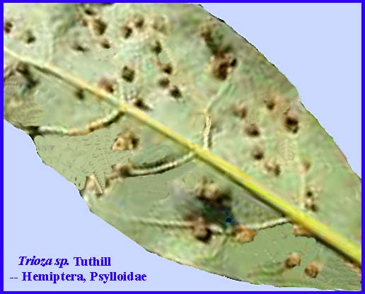 Avocado Leaf Galling Psyllid Trioza species