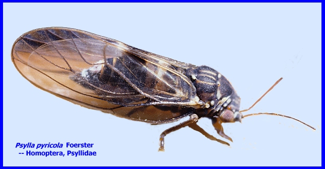 Biological Control of Pear Psylla