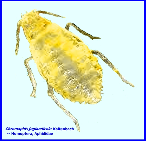 Biological Control of Walnut Aphid