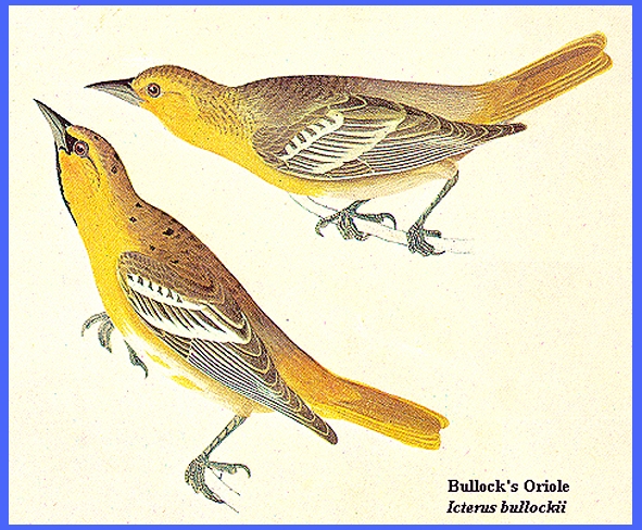 Hooded Oriole, Icterus cucullatus -- H. Clarke