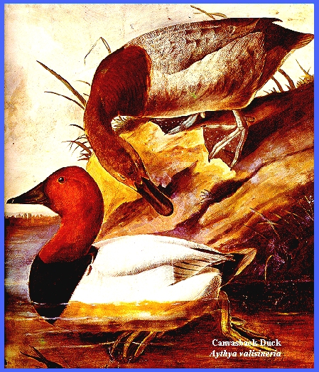 WATERBIRDS (primarily Inshore Waters)