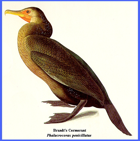 SHORE & OFFSHORE BIRDS (Ocean &/or Inshore Waters)