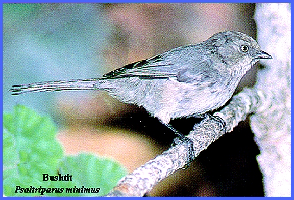 PERCHING BIRDS (incl