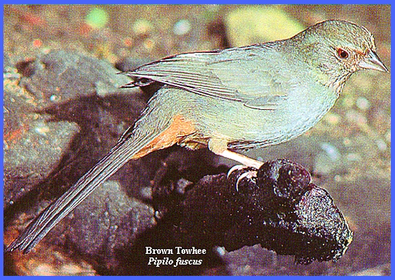 Albert’s Towhee, Pipilo aberti -- H. Clarke