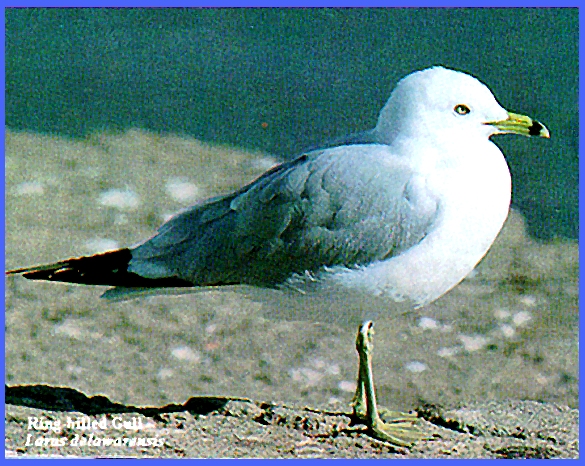SHORE & OFFSHORE BIRDS (Ocean &/or Inshore Waters)