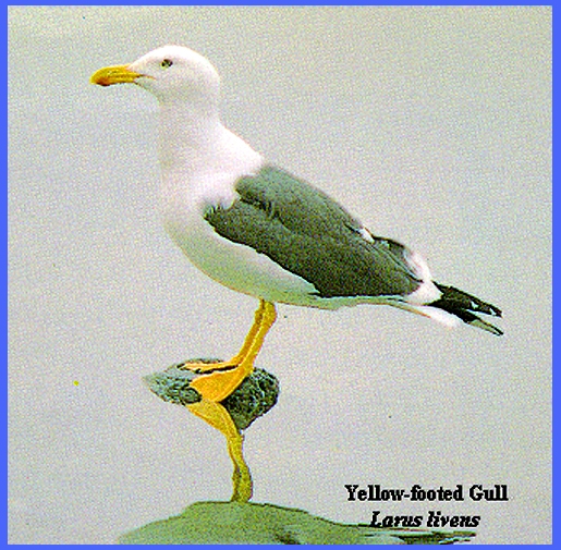 SHORE & OFFSHORE BIRDS (Ocean &/or Inshore Waters)