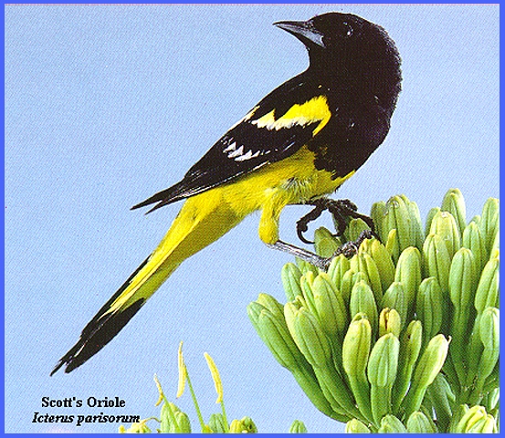 Scott’s Oriole, Icterus parisorum