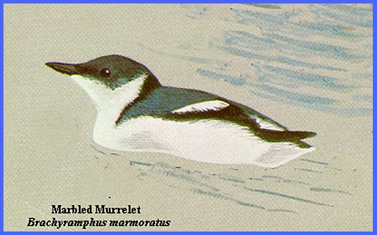 Marbled Murrelet, Brachyramphus marmoratus -- G. Christman