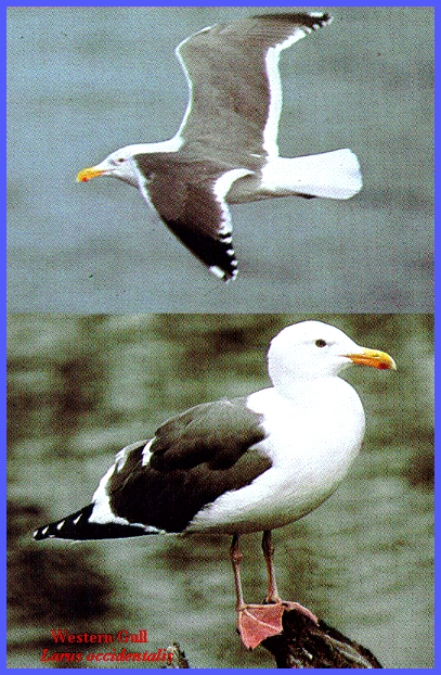 SHORE & OFFSHORE BIRDS (Ocean &/or Inshore Waters)