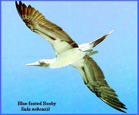 SHORE & OFFSHORE BIRDS (Ocean &/or Inshore Waters)