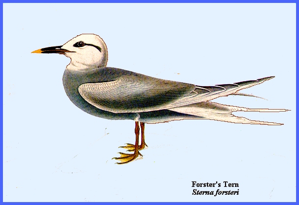 Forster’s Tern, Sterna forsteri -- J. J. Audubon