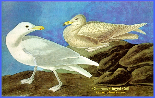 SHORE & OFFSHORE BIRDS (Ocean &/or Inshore Waters)