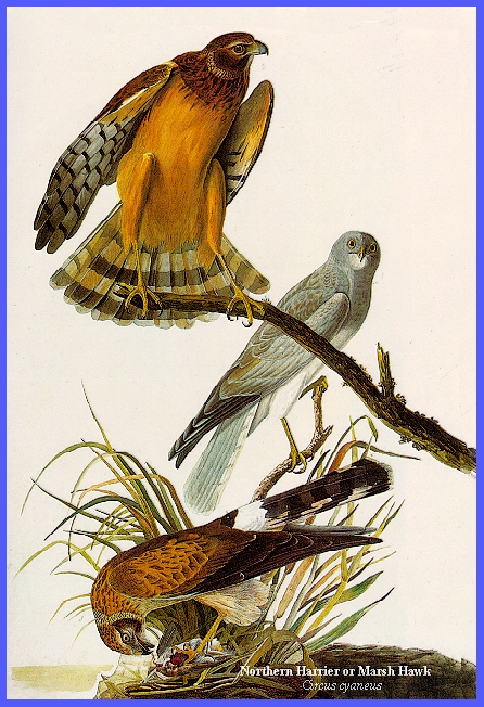 PREDATORY & SCAVENGER BIRDS