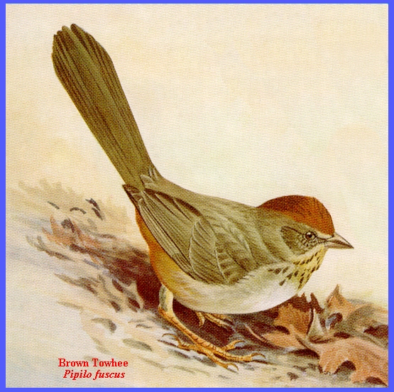 Albert’s Towhee, Pipilo aberti -- H. Clarke