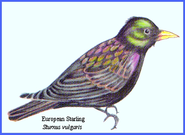 European Starling, Sturnus vulgaris -- K. Hansen, J. Petersen & T. Theimer