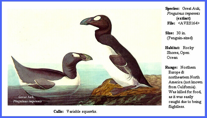 Great Auk, Pinguinus impennis (extinct) -- J. J. Audubon