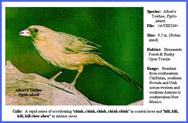 Albert’s Towhee, Pipilo aberti -- H. Clarke