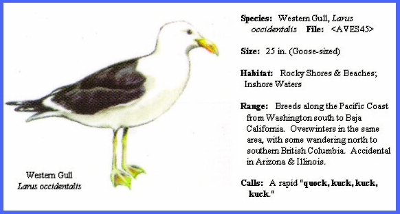 SHORE & OFFSHORE BIRDS (Ocean &/or Inshore Waters)