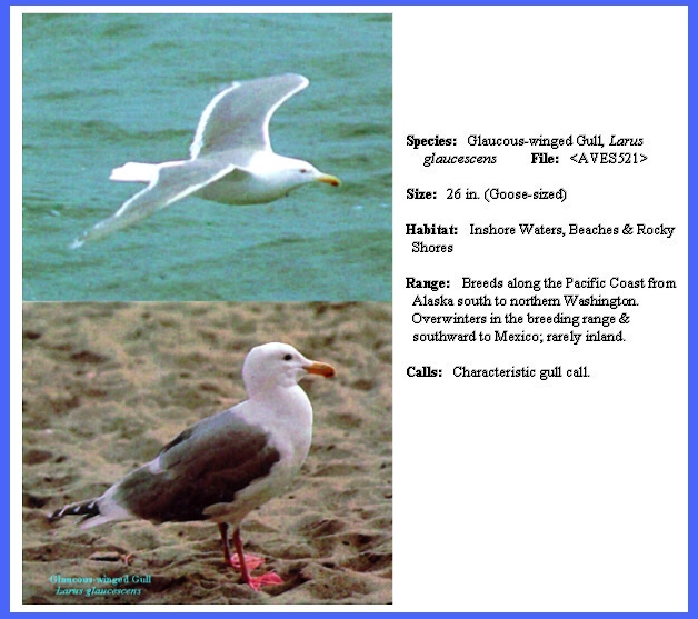 SHORE & OFFSHORE BIRDS (Ocean &/or Inshore Waters)
