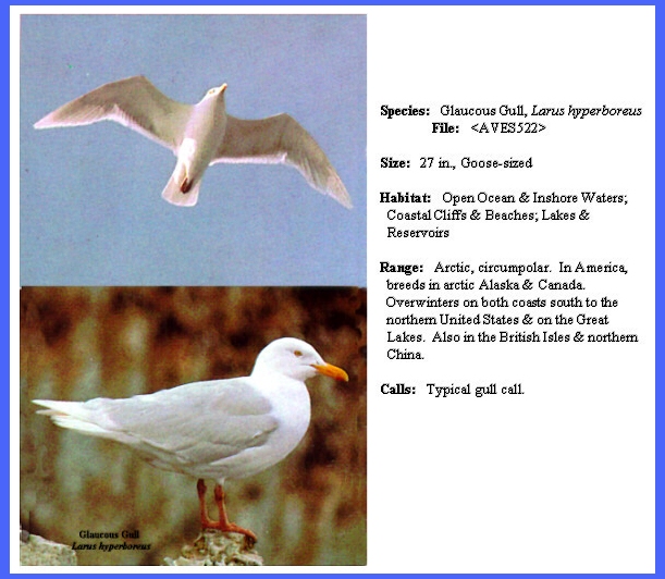 SHORE & OFFSHORE BIRDS (Ocean &/or Inshore Waters)
