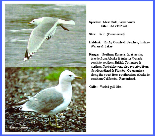 SHORE & OFFSHORE BIRDS (Ocean &/or Inshore Waters)