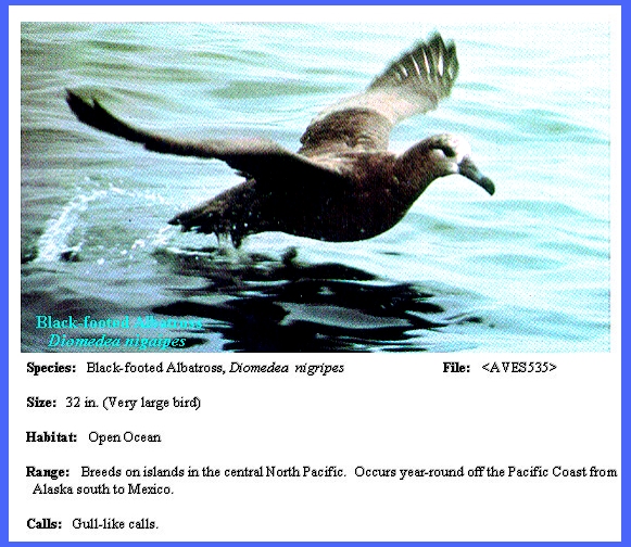 SHORE & OFFSHORE BIRDS (Ocean &/or Inshore Waters)