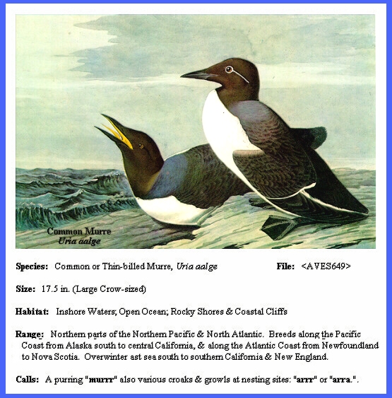 SHORE & OFFSHORE BIRDS (Ocean &/or Inshore Waters)