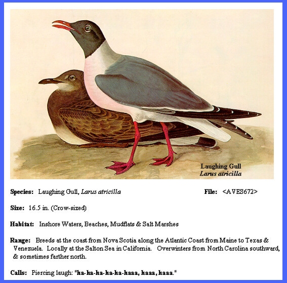 SHORE & OFFSHORE BIRDS (Ocean &/or Inshore Waters)