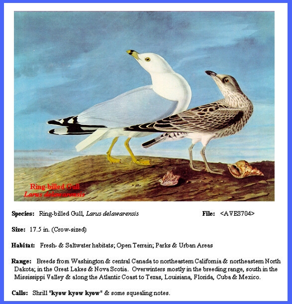 SHORE & OFFSHORE BIRDS (Ocean &/or Inshore Waters)