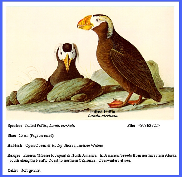Tufted Puffin, Lunda cirrhata -- J. J. Audubon