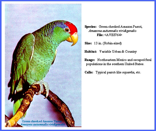 File: parrots