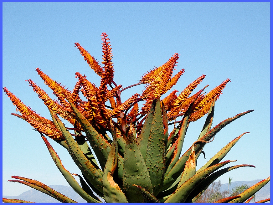 Aloes & photos