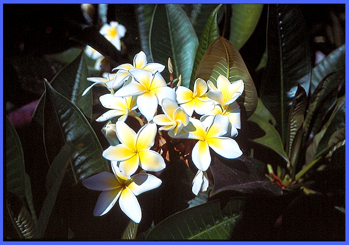 Riverside, California gardens & photos