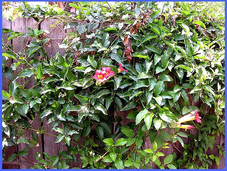 Riverside, California gardens & photos