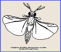 File:
