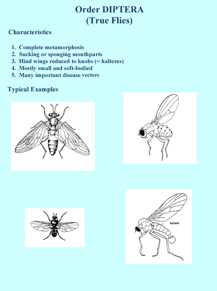 file diptera2 htm glossary principal natural enemy groups citations home