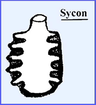 Cross Section Of Sycon