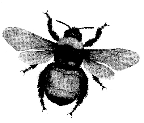 INDEX TO INSECT POLLINATORS