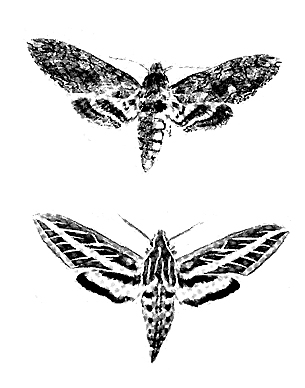 Thysanoptera (Thrips)